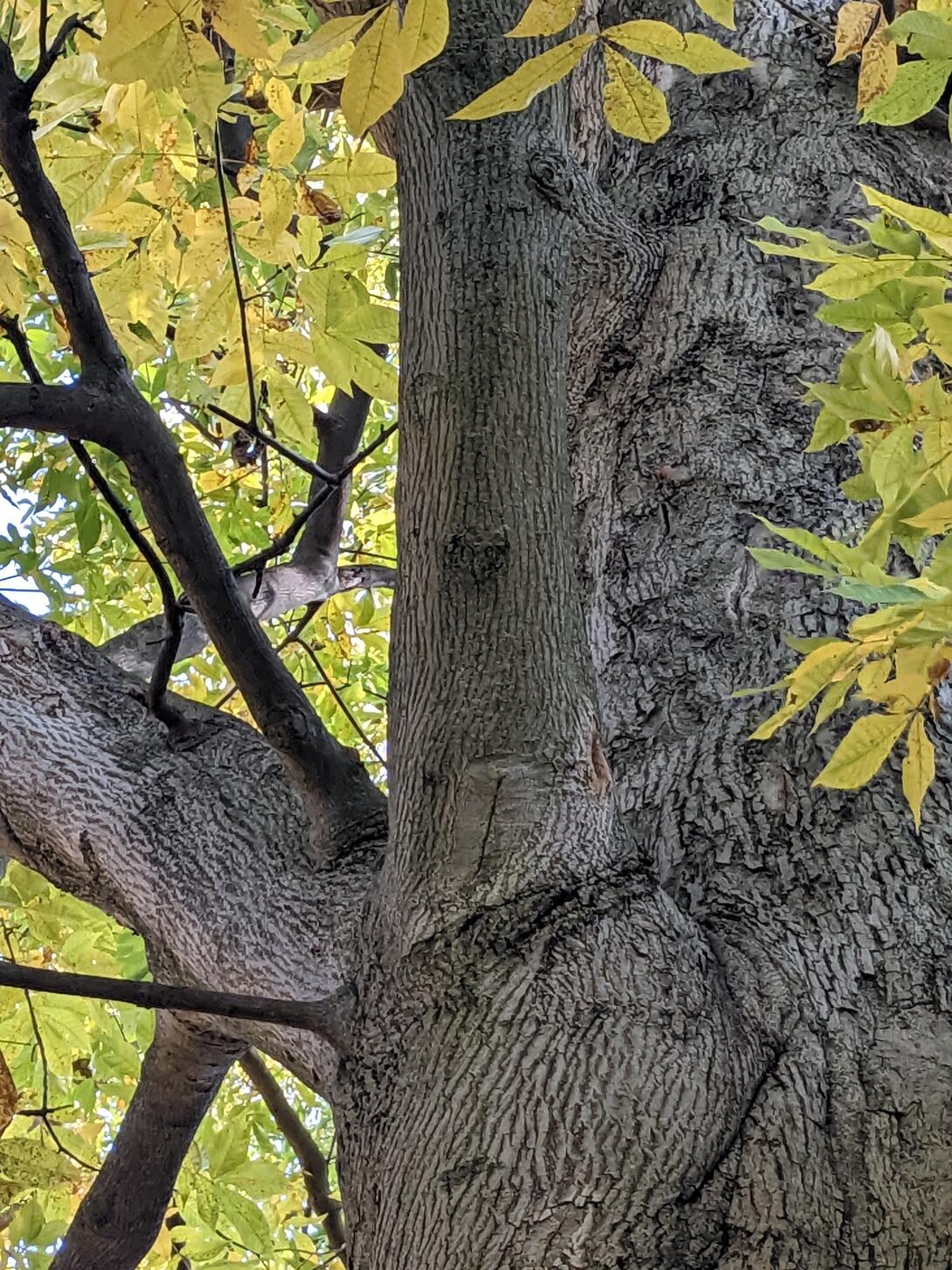 Mockernut Hickory | CMP Tree Selection Tool